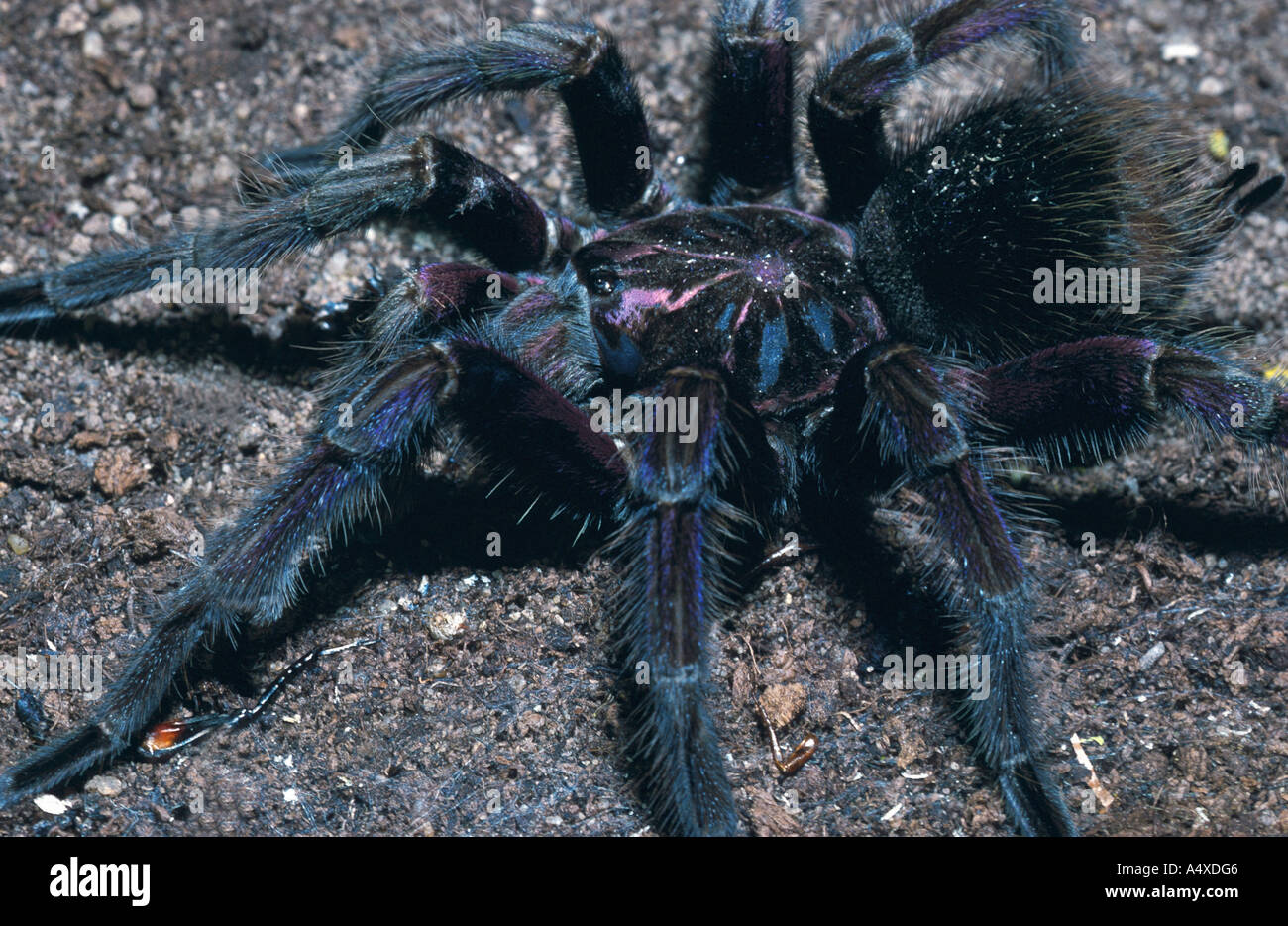 Colombian pinkbloom tarantula (Pamphobeteus ornatus), individual from ...