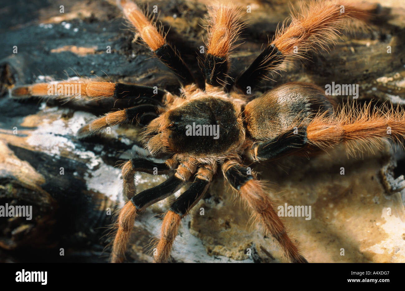 Colombian Giant Black Tarantula