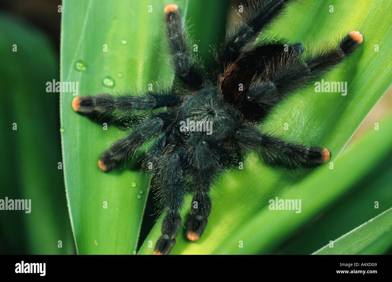 pinktoe tarantula (Avicularia avicularia), sitting on a plant Stock ...