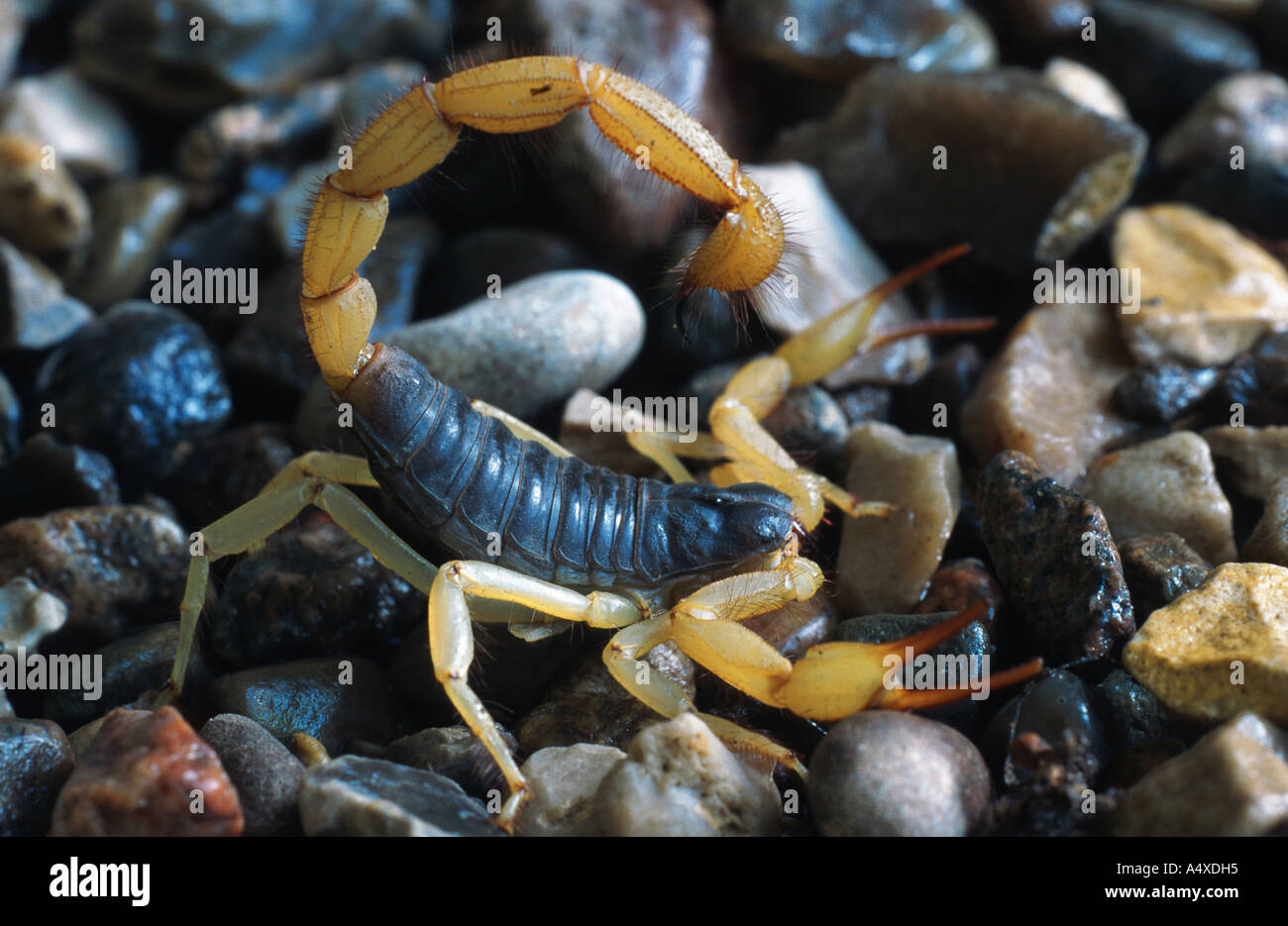 Arizona hairy scorpion (Hadrurus arizonensis), individual, lateral ...