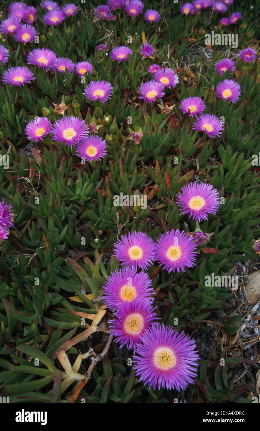 Sally My Handsome Plant High Resolution Stock Photography and Images ...