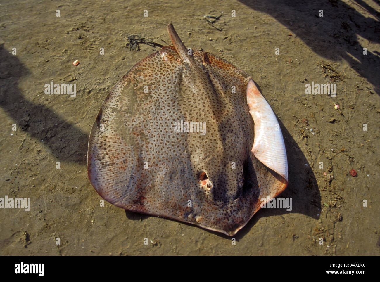 Dead fish hi-res stock photography and images - Alamy