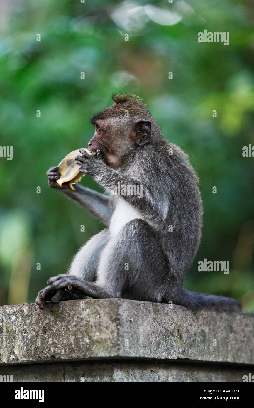 Ubud monkey kingdom hi-res stock photography and images - Alamy