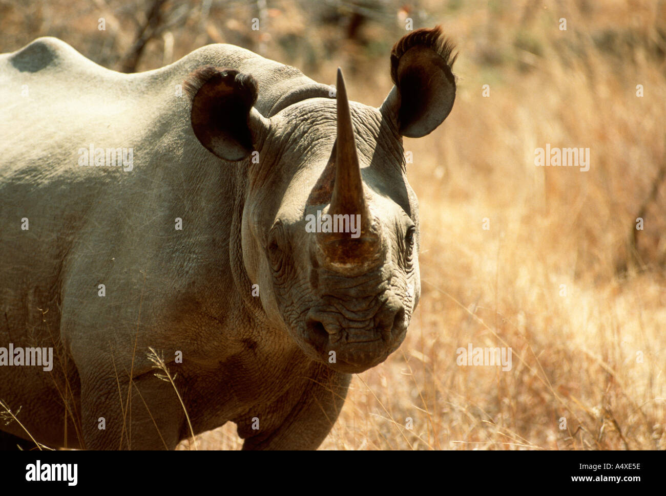 Black Rhino in dry grass Stock Photo - Alamy