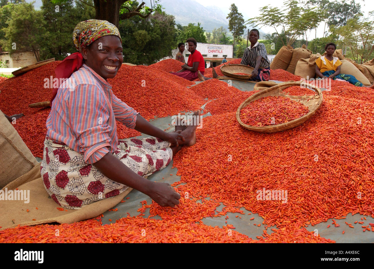 Women sorting chillies hi-res stock photography and images - Alamy