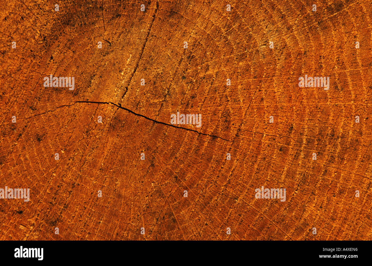 Orange cross section patterns hi-res stock photography and images - Alamy
