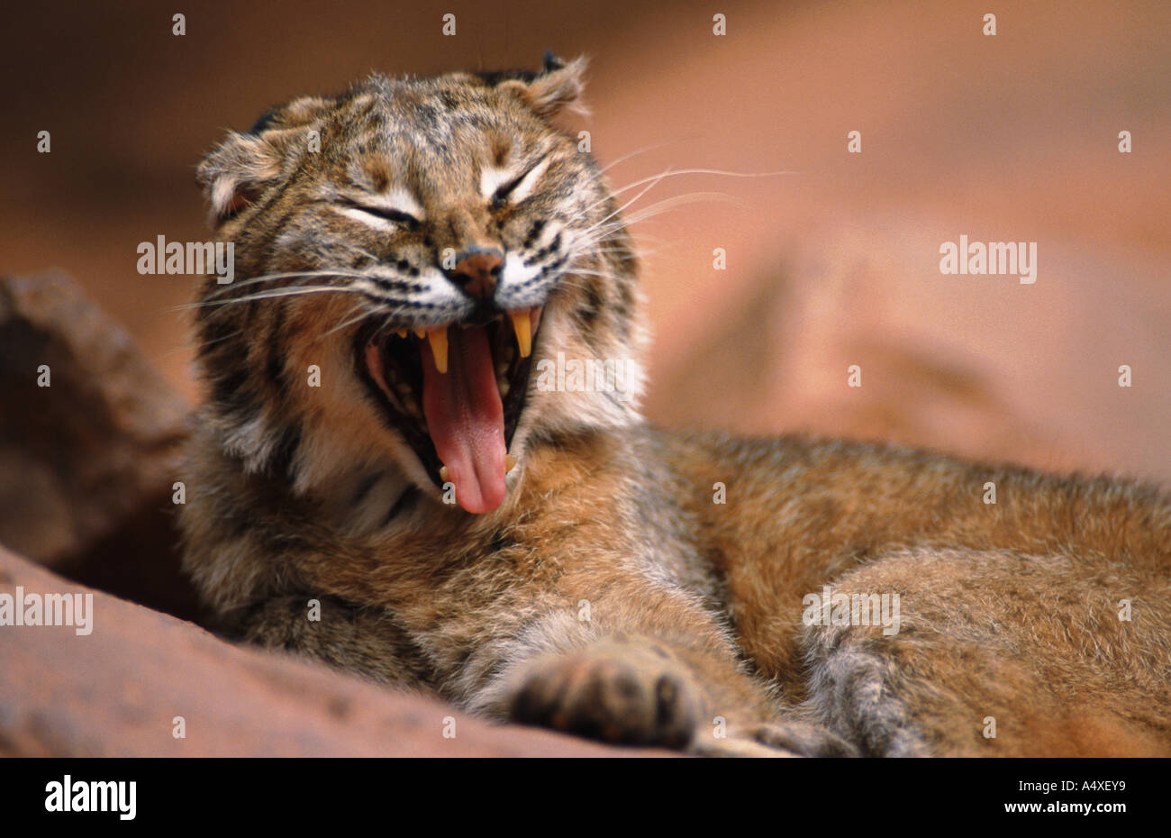 Lynx Mouth Open High Resolution Stock Photography and Images - Alamy