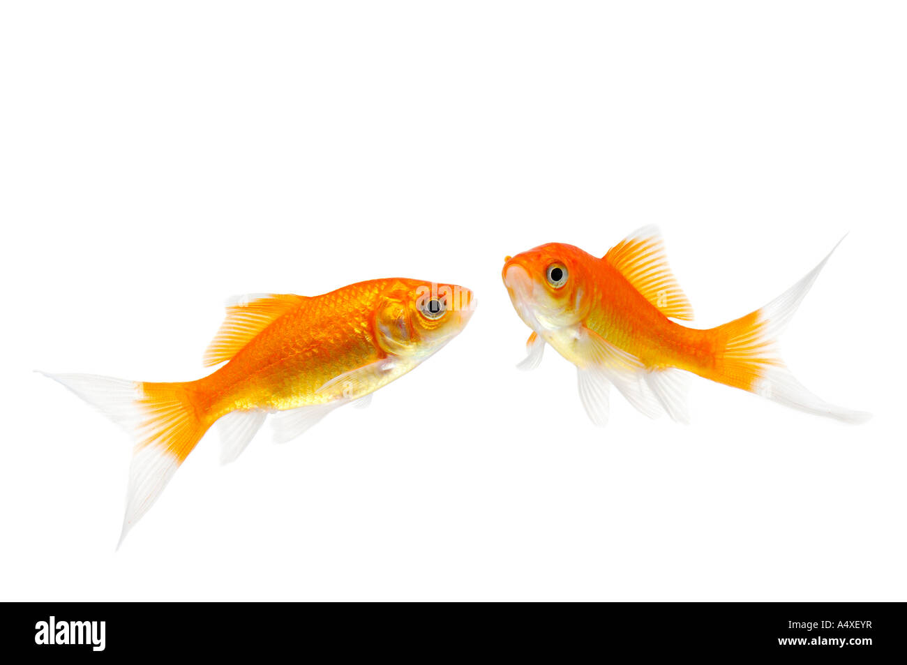 Goldfish hi-res stock photography and images - Alamy