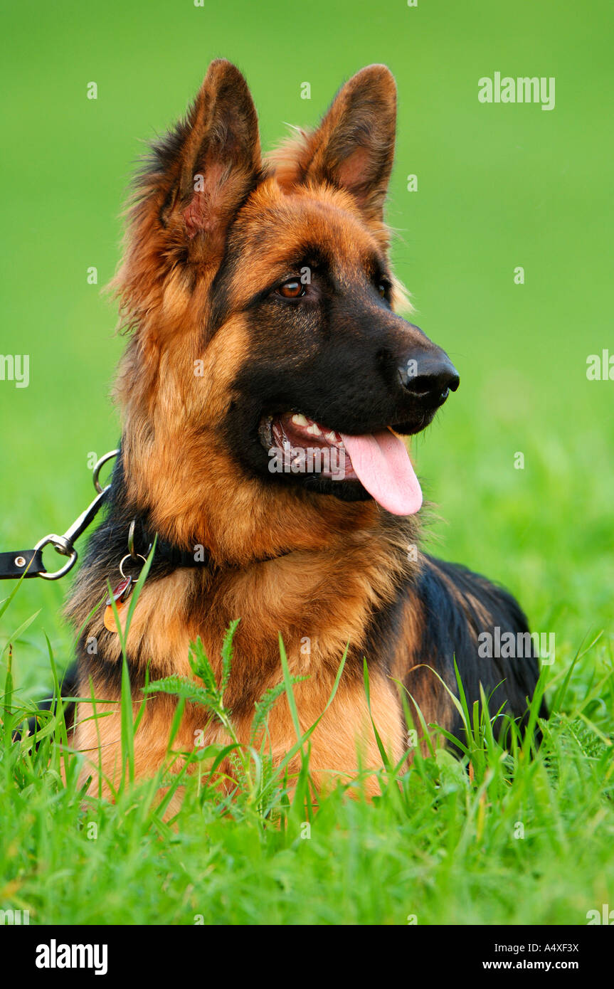 Alsatian lying in the grass, male Stock Photo - Alamy