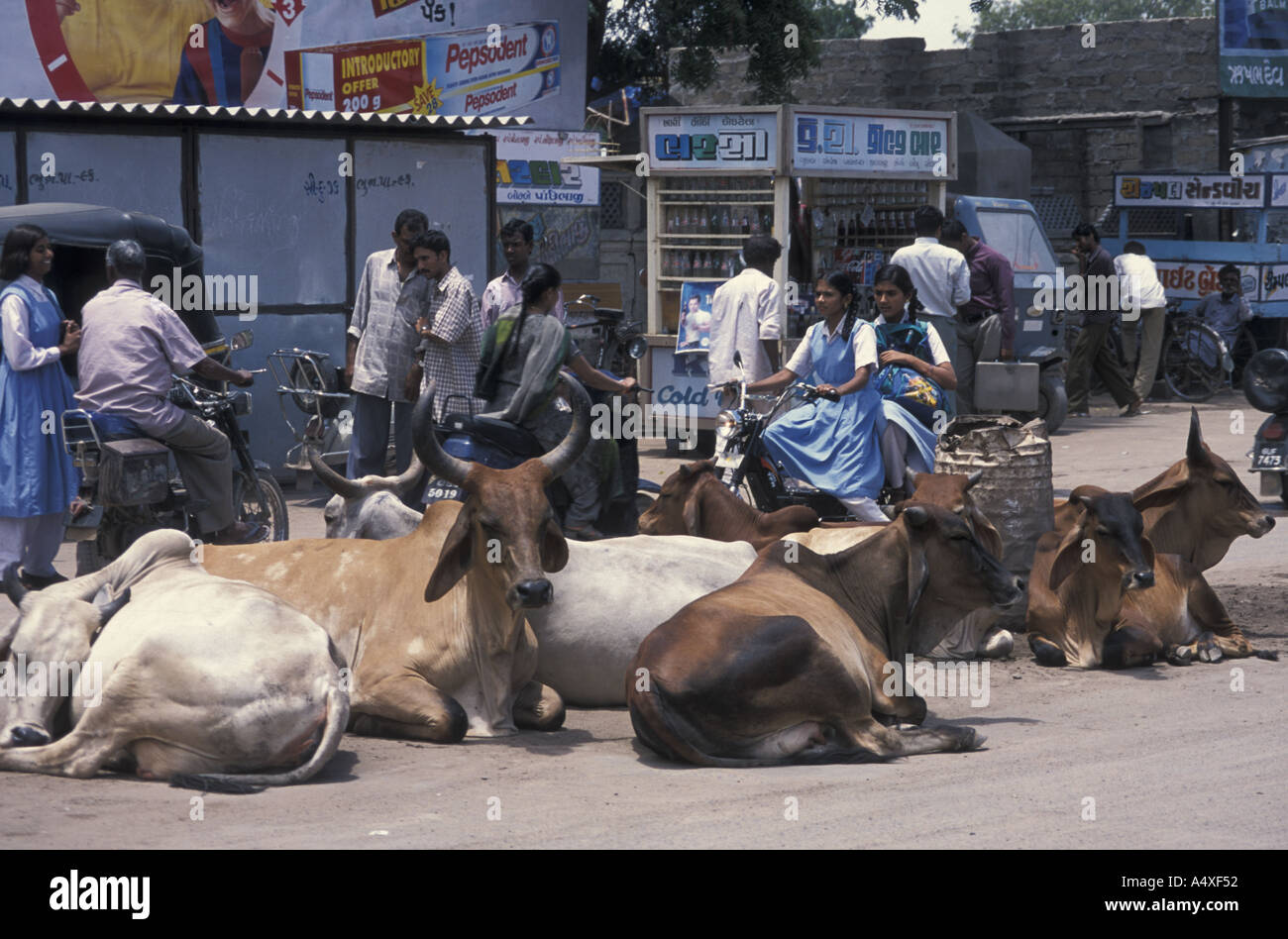 HINDUISM sacred cows in a busy street in Gujarat, India Stock Photo - Alamy