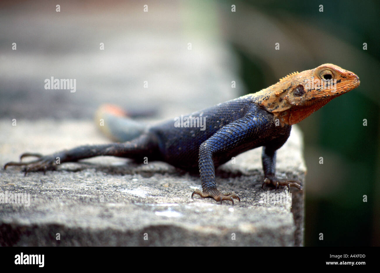 A lizard in Congo Stock Photo - Alamy