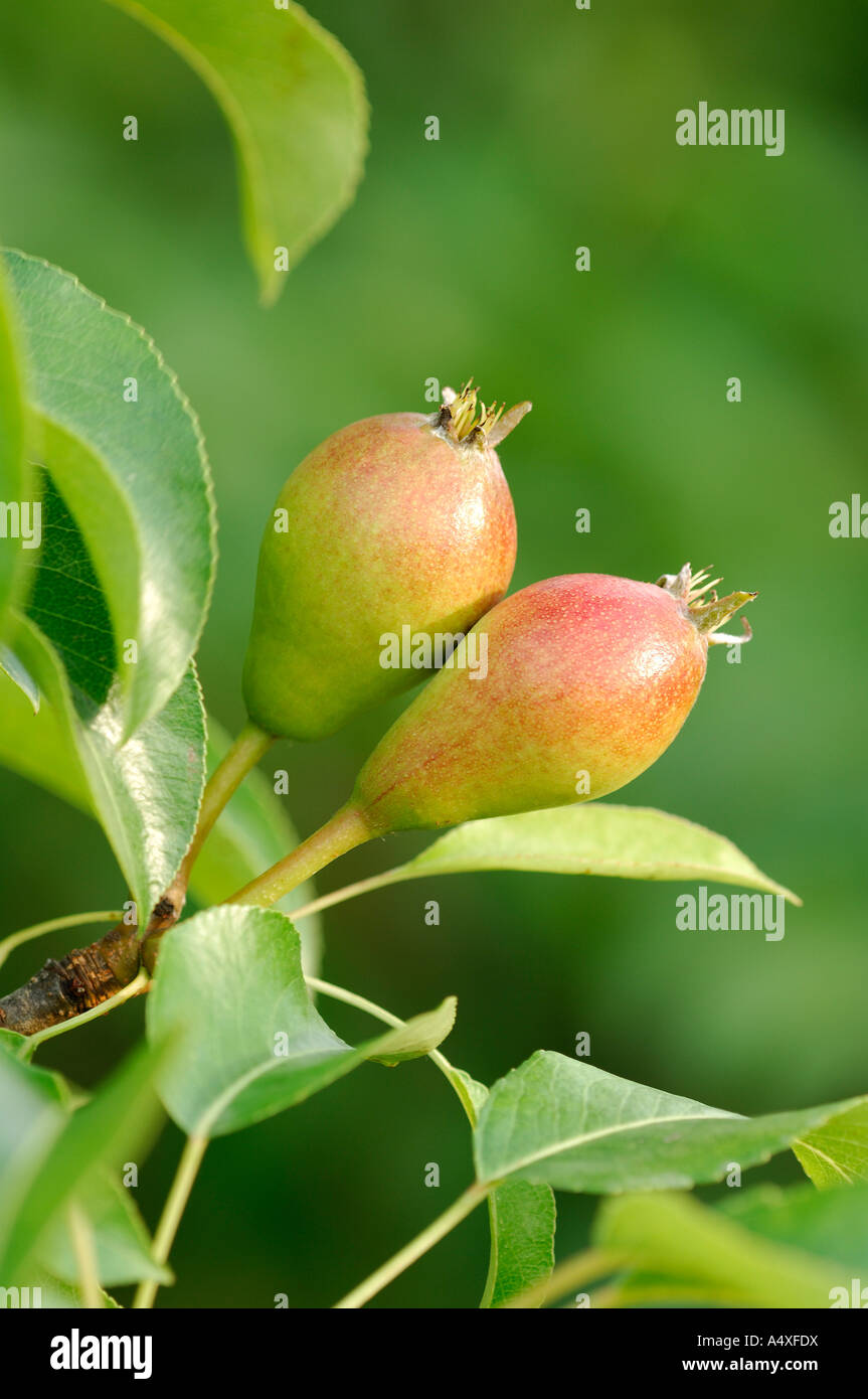 Williams pears tree hi-res stock photography and images - Alamy