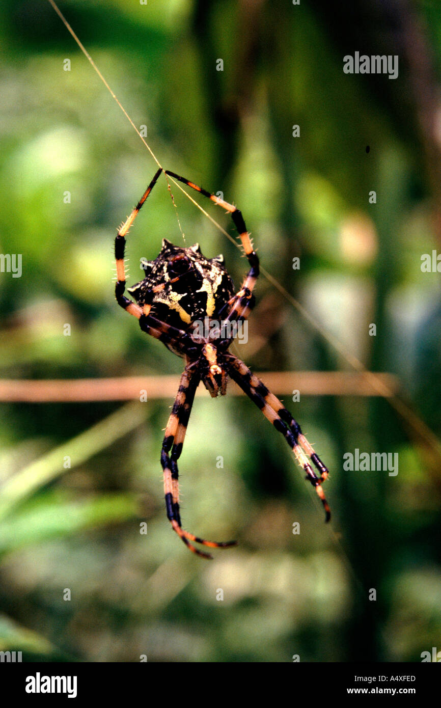 Spider in gabon hi-res stock photography and images - Alamy