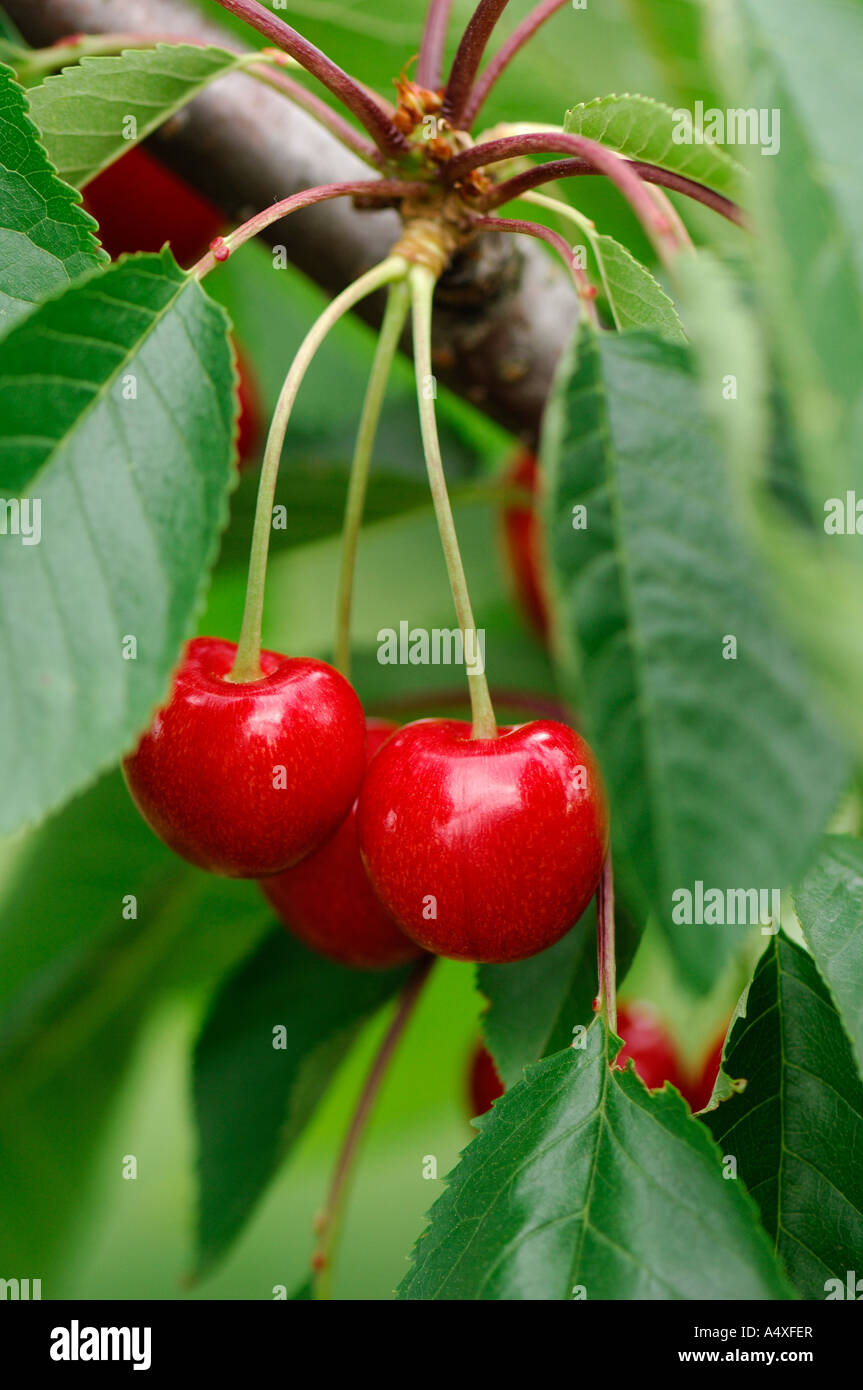 Two cherries growing on tree hi-res stock photography and images - Alamy