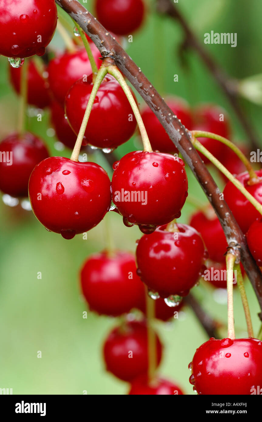 Sour cherries fruit tree hi-res stock photography and images - Alamy