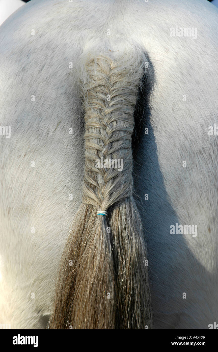 Braided tail of a horse Stock Photo - Alamy