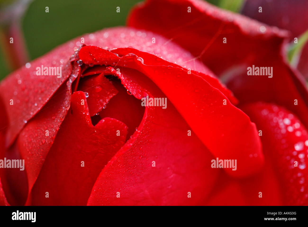 Photo of a red rose hi-res stock photography and images - Alamy