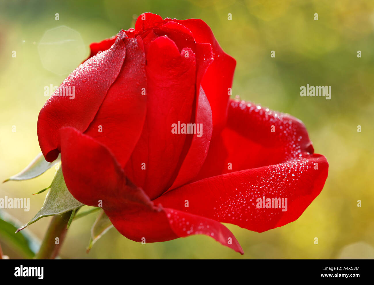 A red rose covered with dew Stock Photo - Alamy
