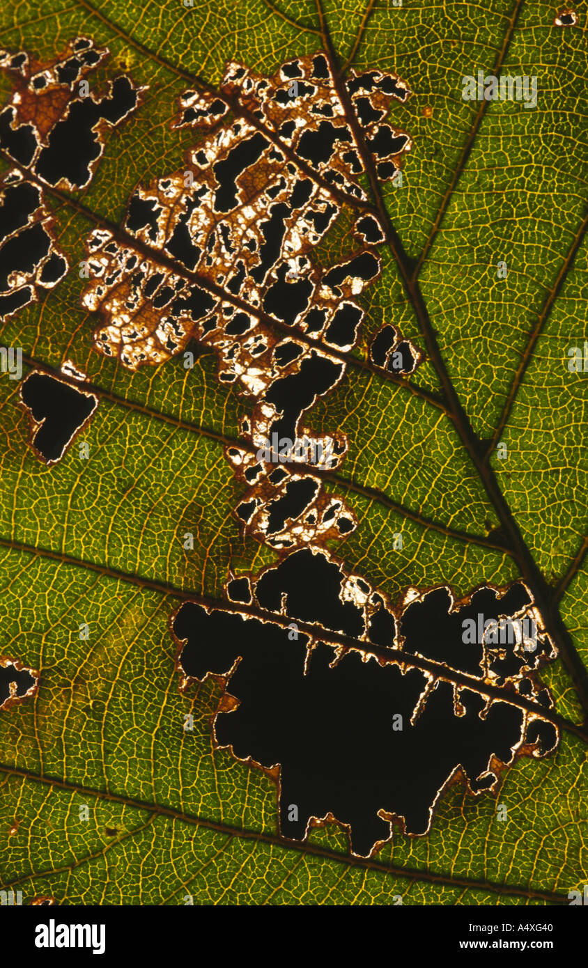 Damaged leaf hi-res stock photography and images - Alamy