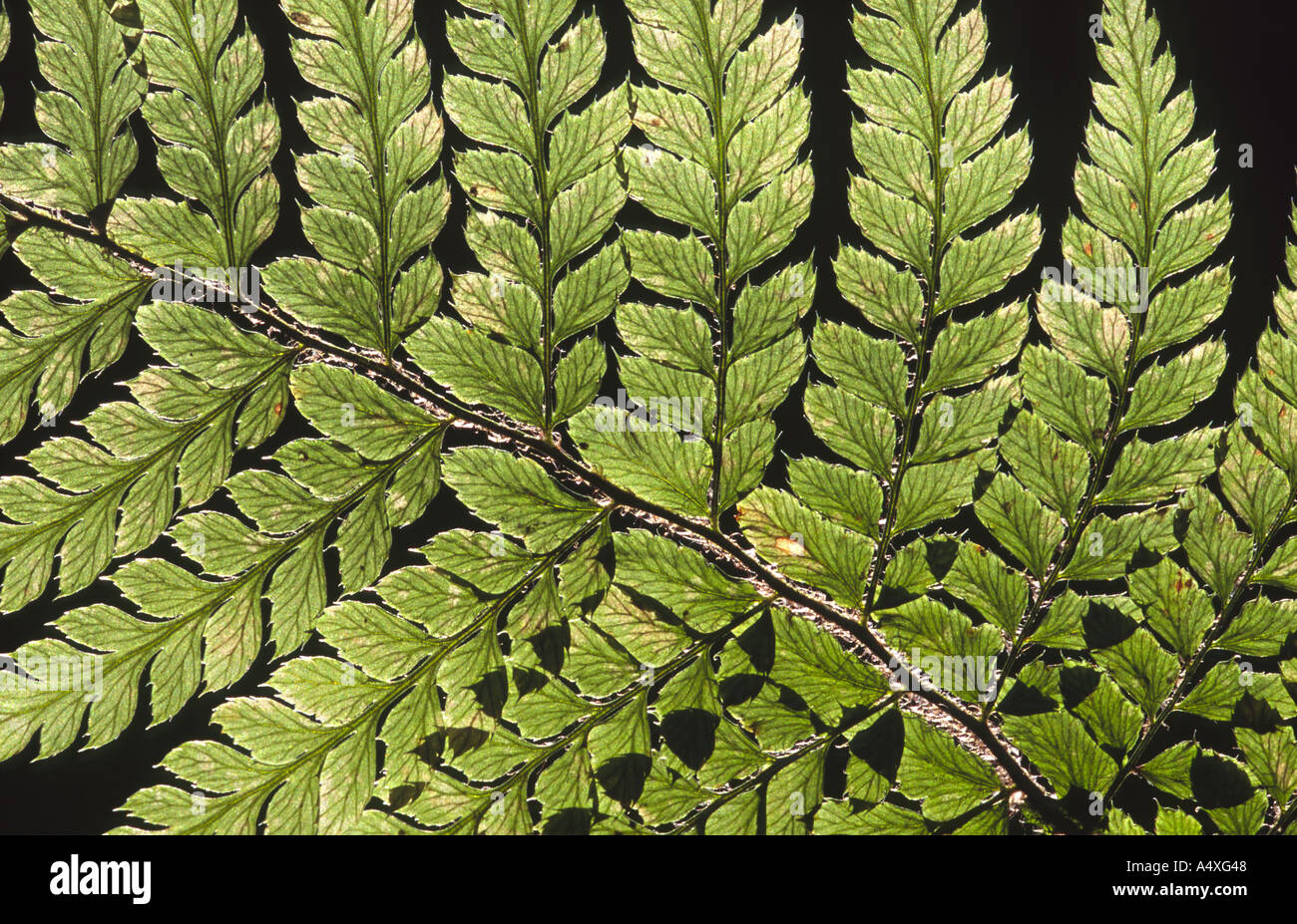 Detail of a fern leaf Stock Photo - Alamy