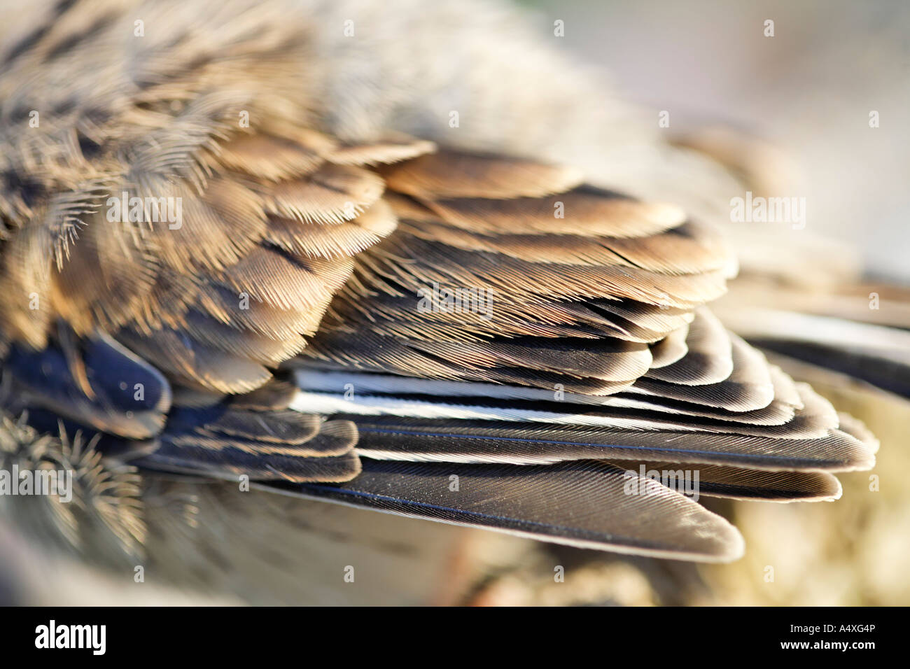 Detail of a wing of a house sparrow (Passer domesticus), Austria Stock ...