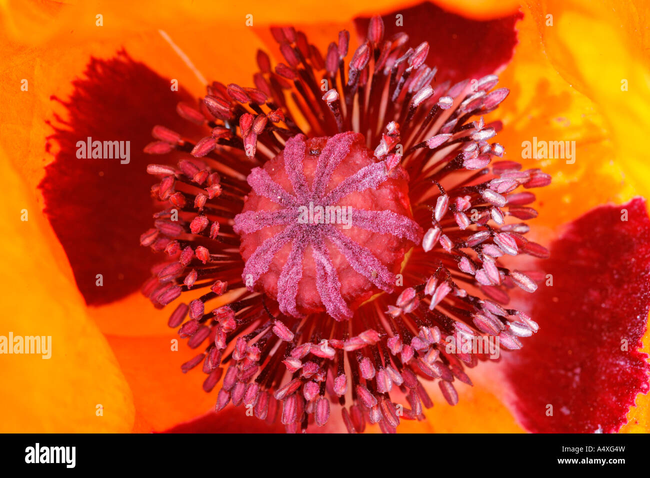 Poppy seed (garden flower Stock Photo - Alamy