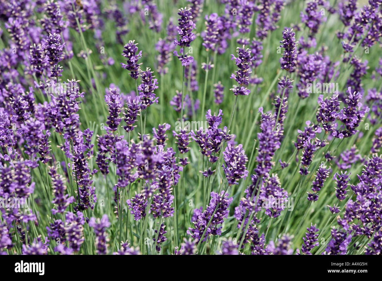 Lavender (Lavandula) in a park, Wuerzburg, Bavaria, Germany Stock Photo ...