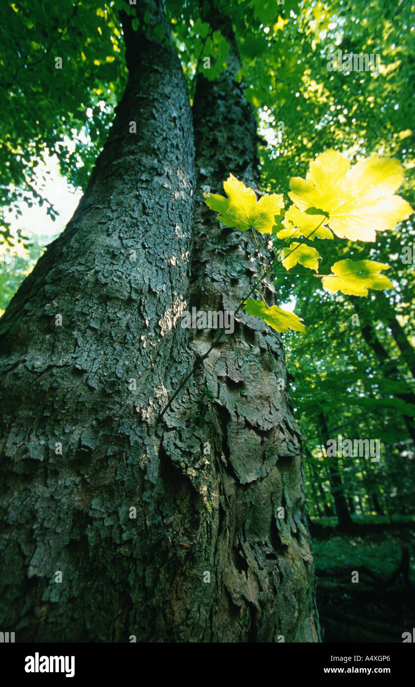 Sycamore section hi-res stock photography and images - Alamy