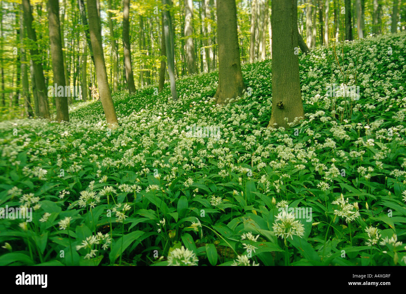 ramsons (Allium ursinum), deciduous forest with ramsons, Germany ...