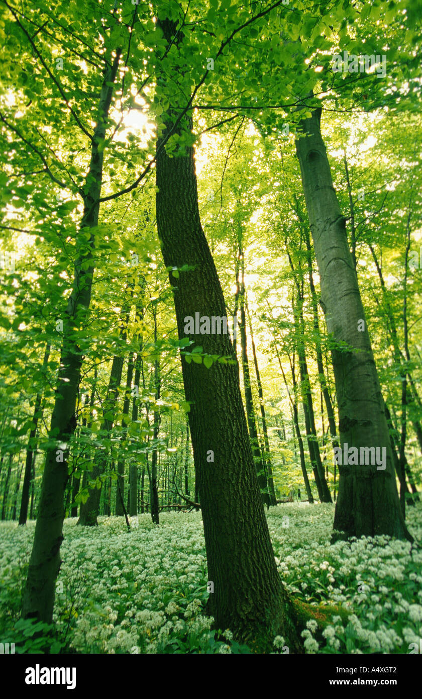 ramsons (Allium ursinum), deciduous forest with ramsons, Germany ...