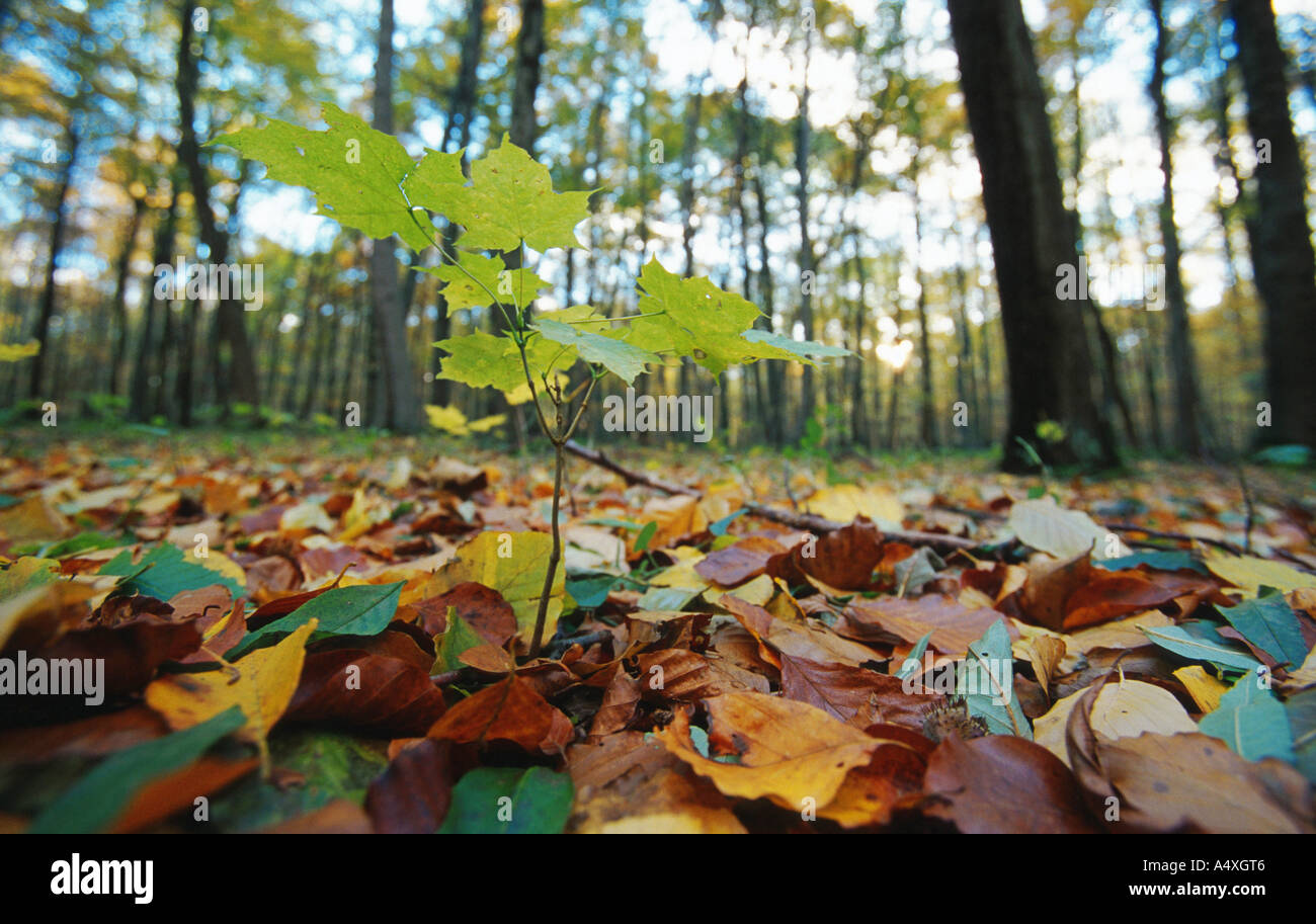 autumn leaves with young sycamore tree, Germany, NP Hainich Stock Photo ...