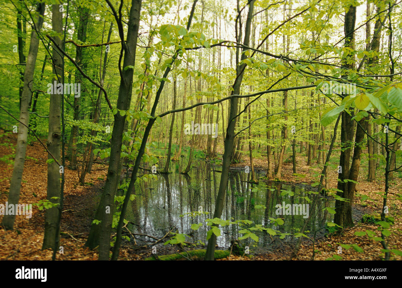 Hainich national park beech hi-res stock photography and images - Alamy