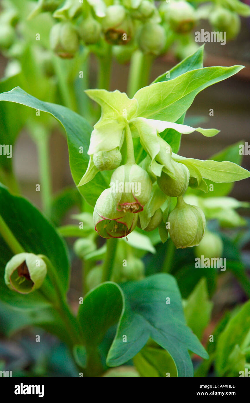 Helibore flower hi-res stock photography and images - Alamy