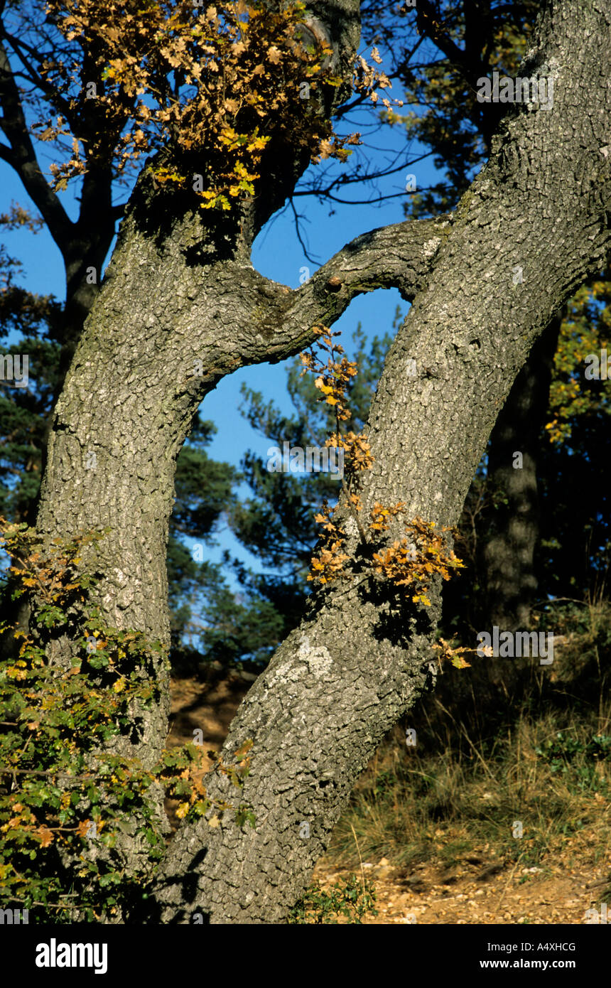 Two joined oak trees, Var, Provence, France Stock Photo - Alamy