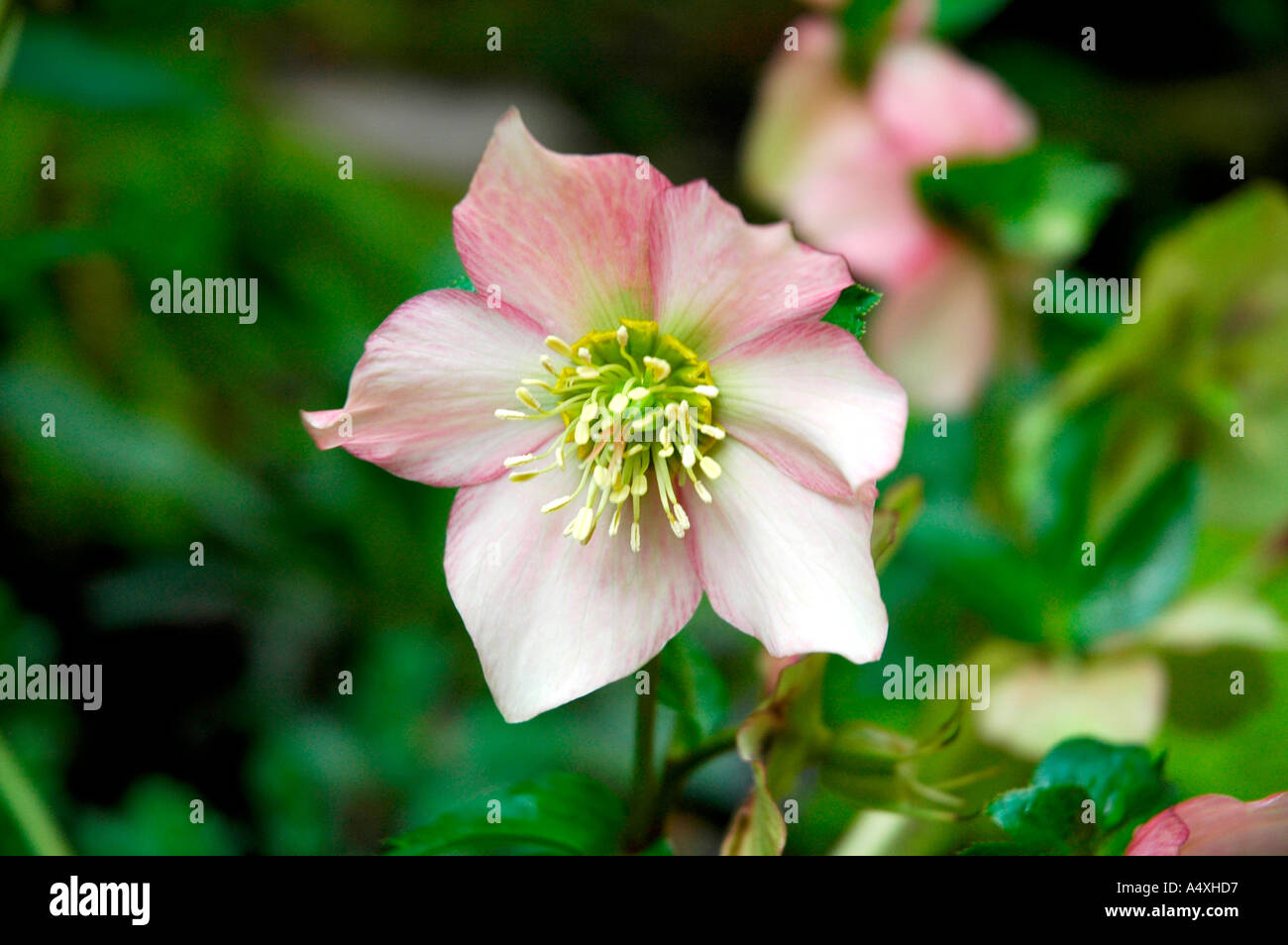 Pink hellebore flowers Stock Photo - Alamy
