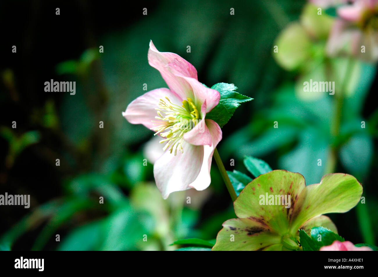 Helibore flower hi-res stock photography and images - Alamy