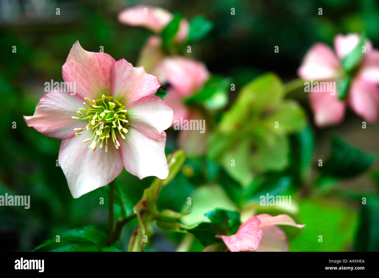 Helibore flower hi-res stock photography and images - Alamy