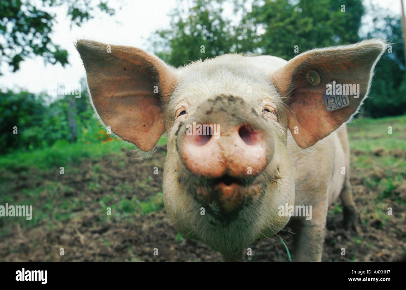 domestic pig (Sus scrofa f. domestica), on a meadow, portrait, Germany ...