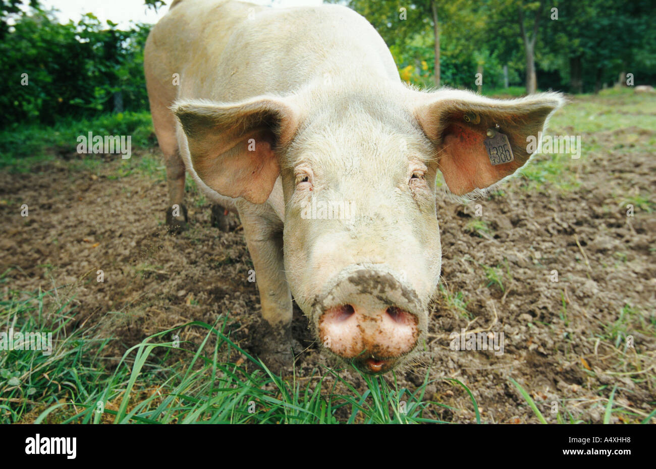 domestic pig (Sus scrofa f. domestica), on a meadow, portrait, Germany ...