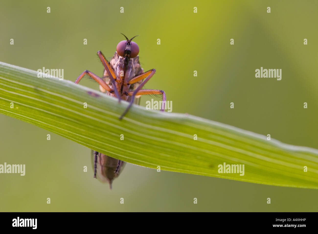 Robber Fly (Asilidae Stock Photo - Alamy