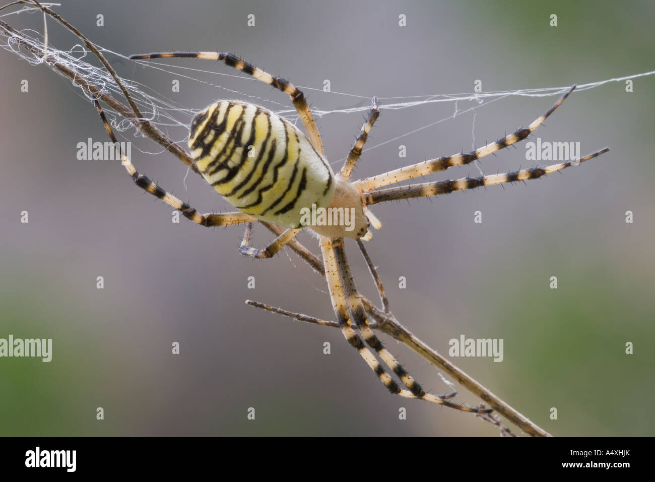 Wasp Spider (Argiope bruennichi Stock Photo - Alamy
