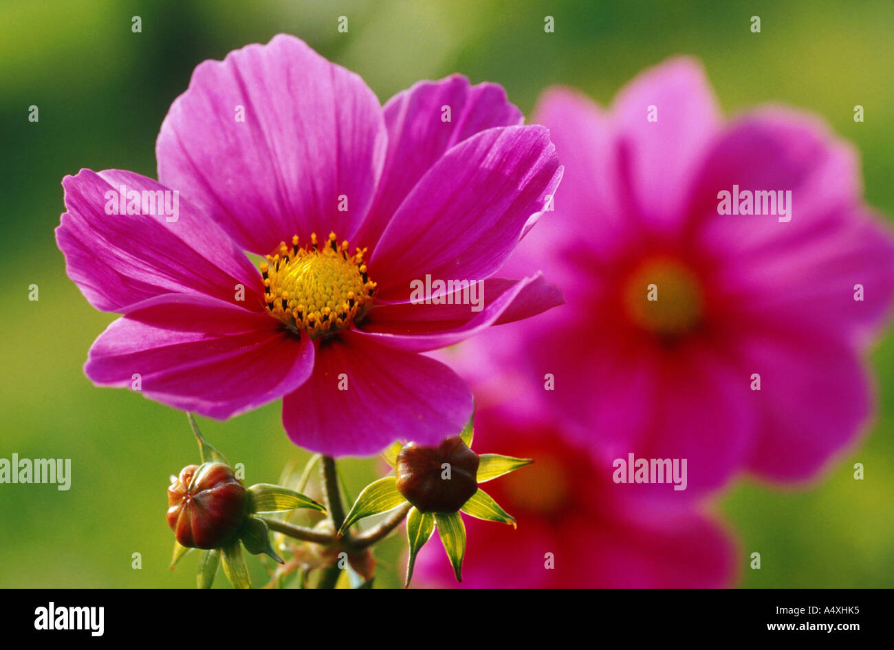 garden cosmos (Cosmos bipinnatus), blossoms and buds Stock Photo - Alamy