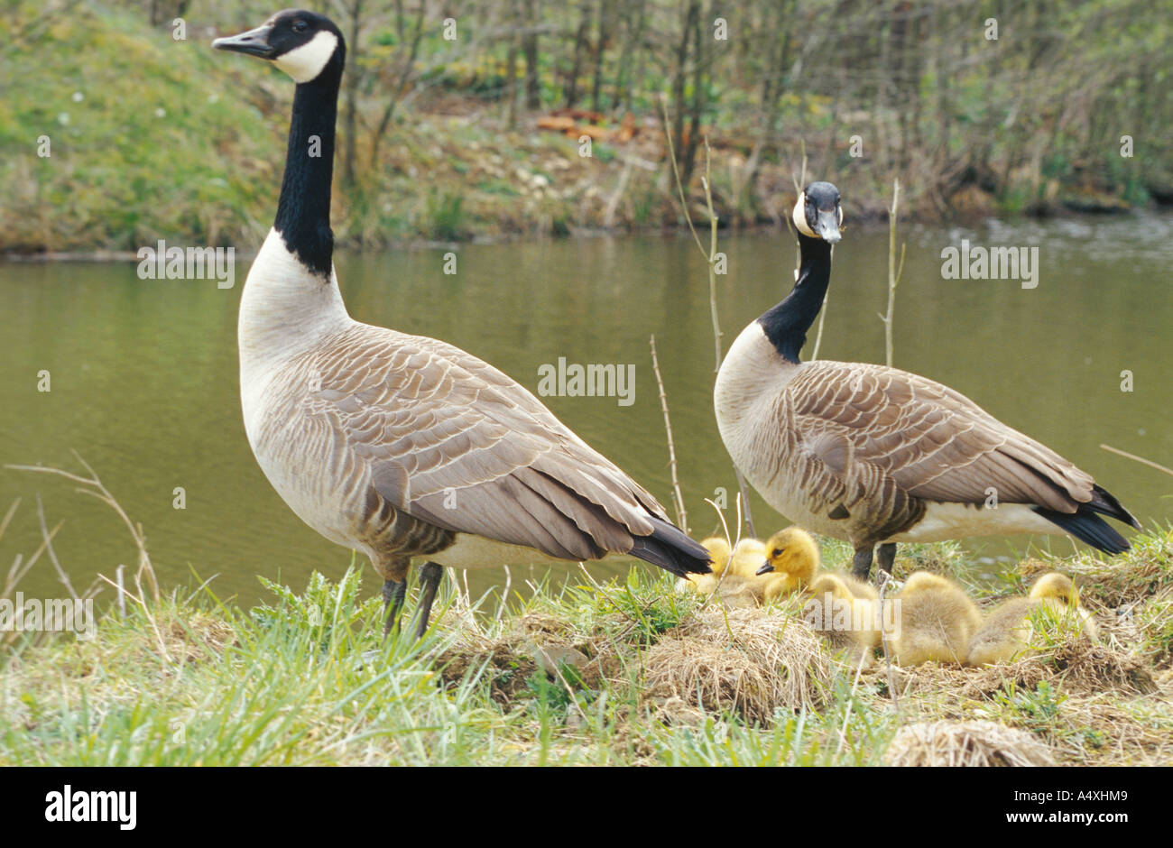 Canada goose (Branta canadensis), parents with chicks at river shore ...