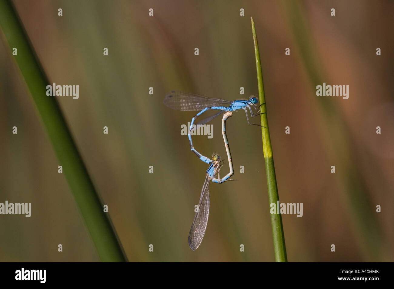 Common Blue Damselfly (Enallagma cyathigerum Stock Photo - Alamy