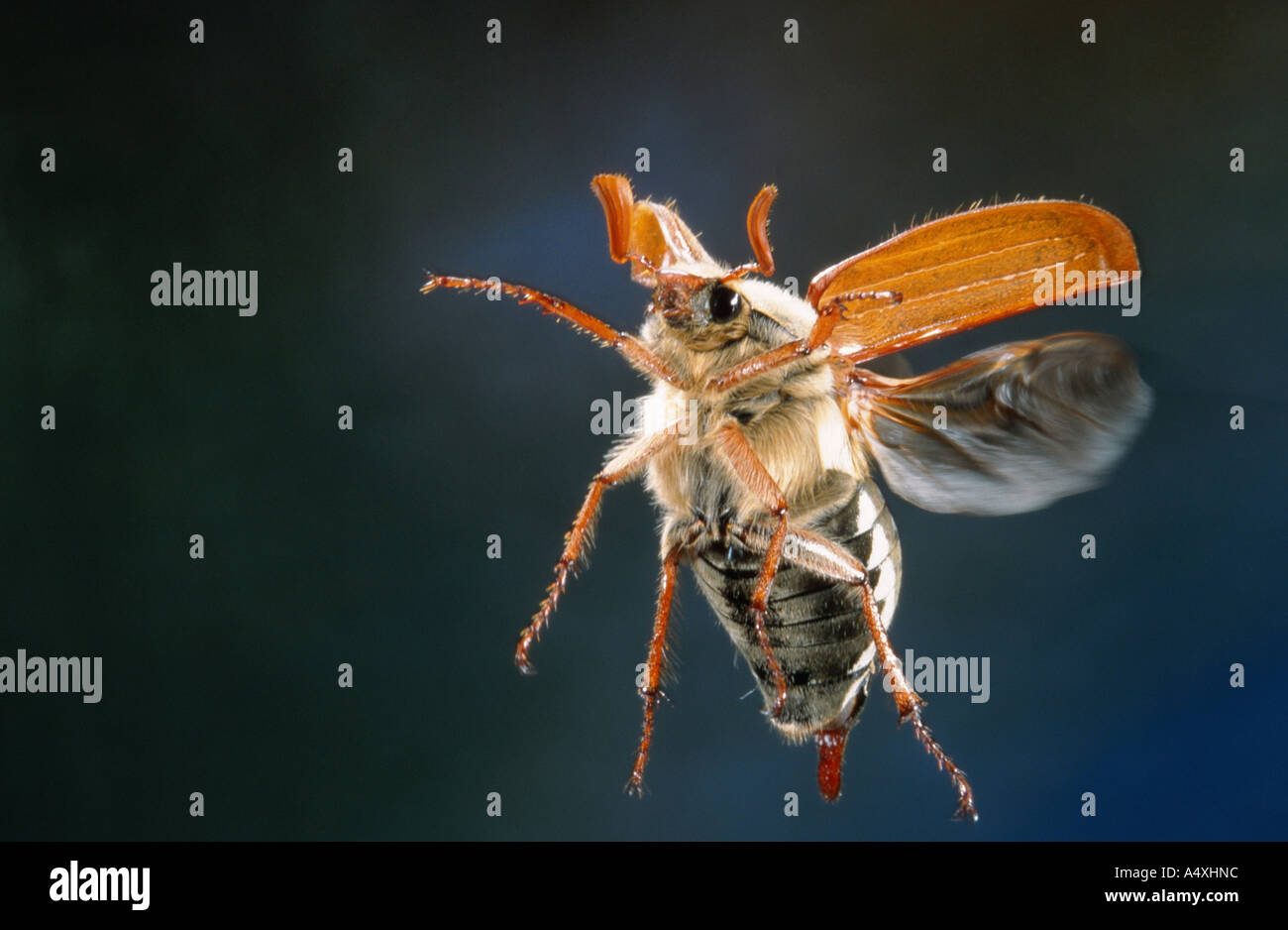 common cockchafer, maybug (Melolontha melolontha), flying Stock Photo ...