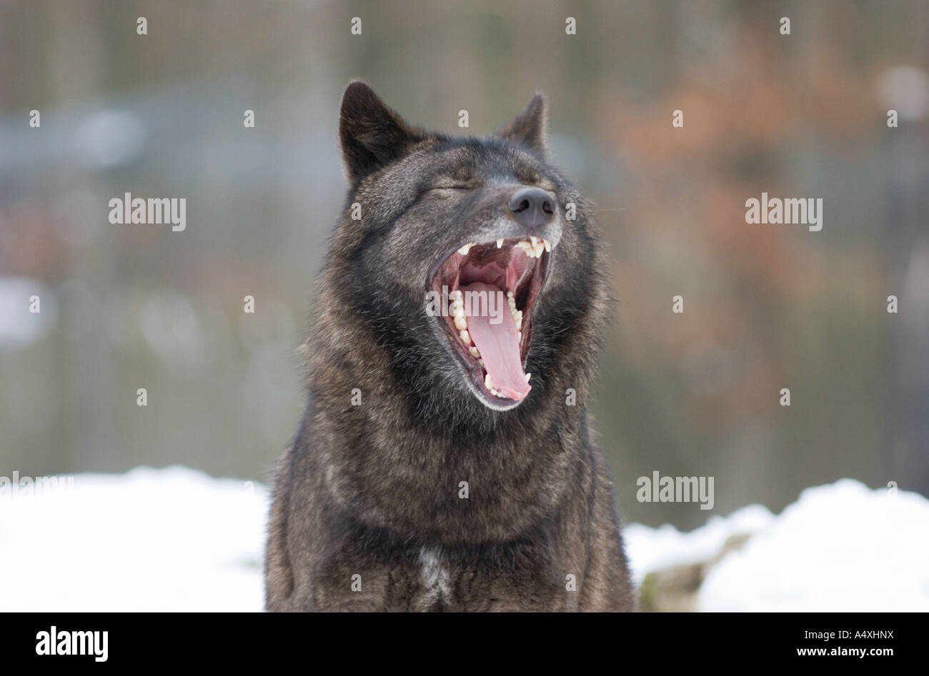 Wolf teeth hi-res stock photography and images - Alamy