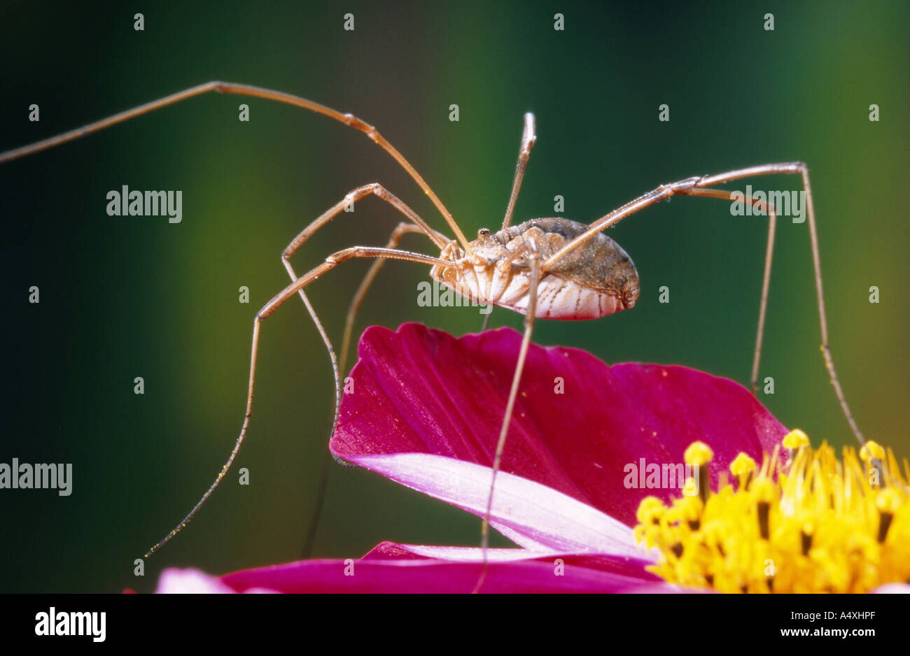 Red harvestman hi-res stock photography and images - Alamy