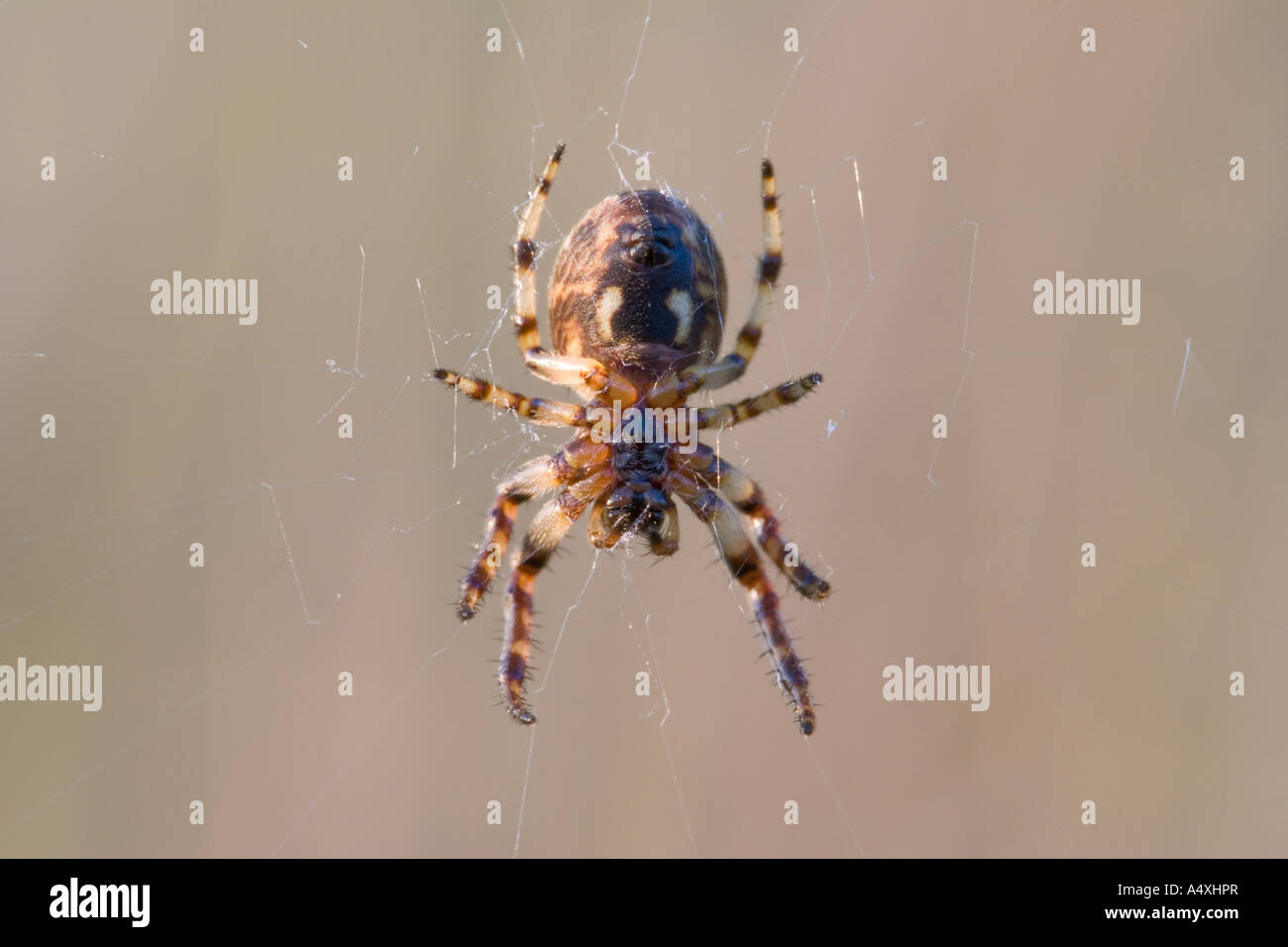 European garden spider (Araneus diadematus Stock Photo - Alamy