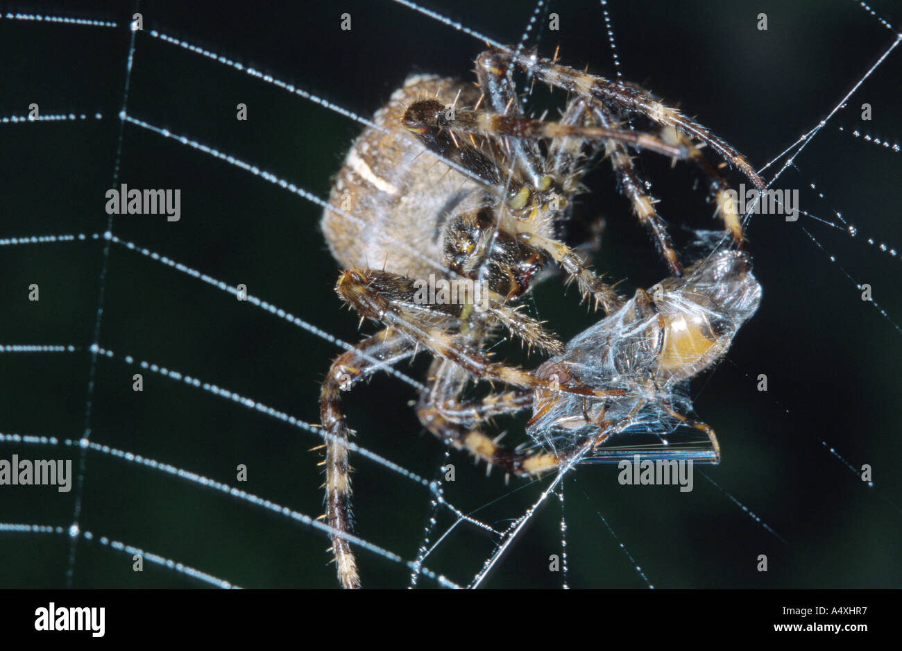 Preparing the animals captured hi-res stock photography and images - Alamy