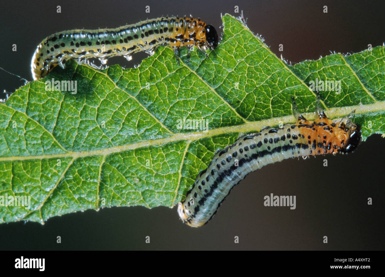 Common sawflies tenthredinidae sawfly larva hi-res stock photography ...